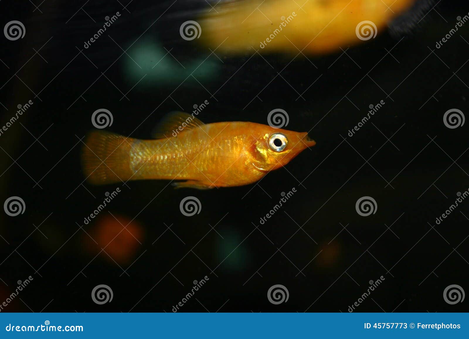Yellow Molly Fish Poecilia Sphenops Swimming On A Fish Tank Stock Photo ...