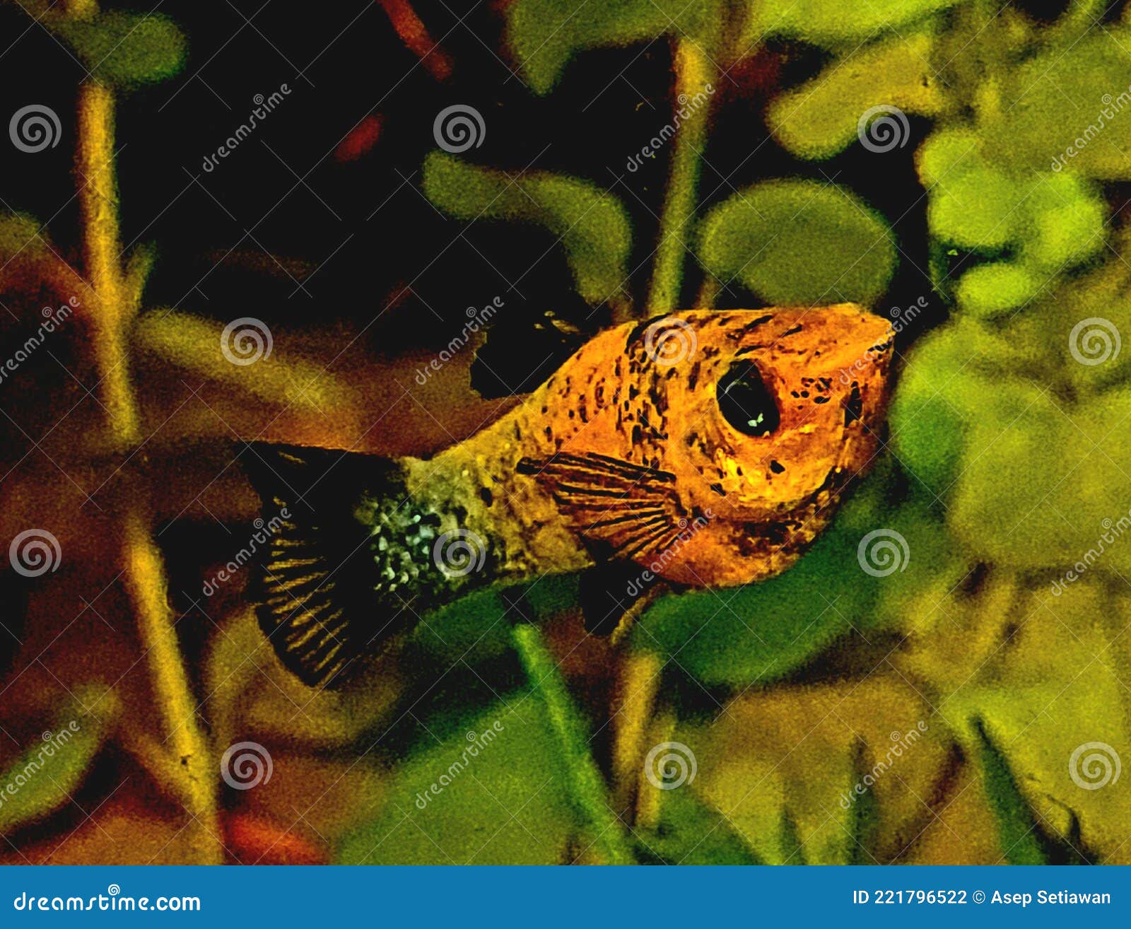 Molly stock photo. Image of yellow, nature, molly, insect - 221796522