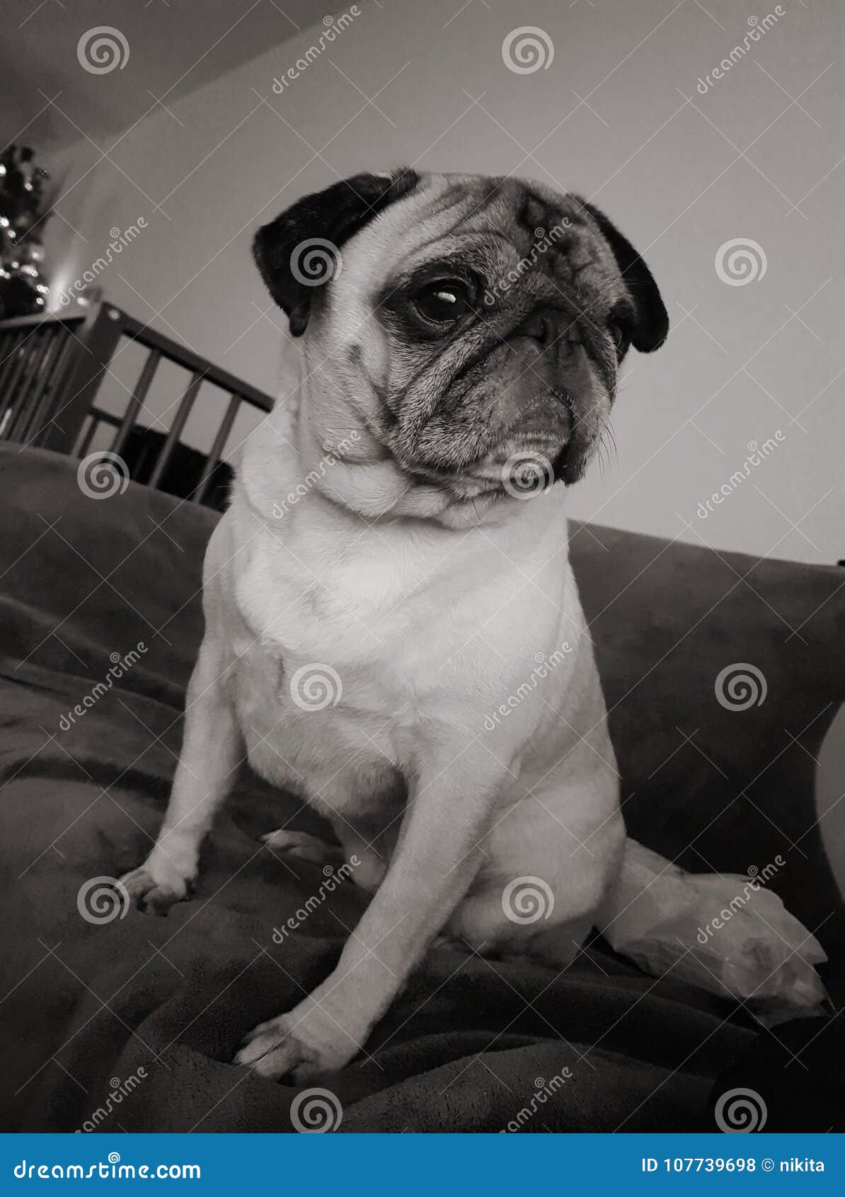 Molly the pug stock photo. Image of mammal, snout, carnivoran - 107739698
