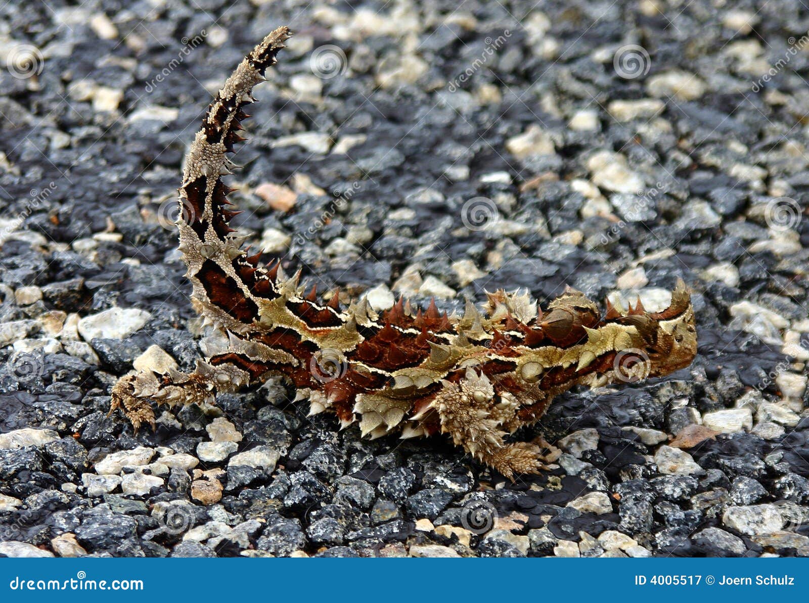 Moloch Horridus Aka Thorny Devil Stock Image - Image of street, animal ...