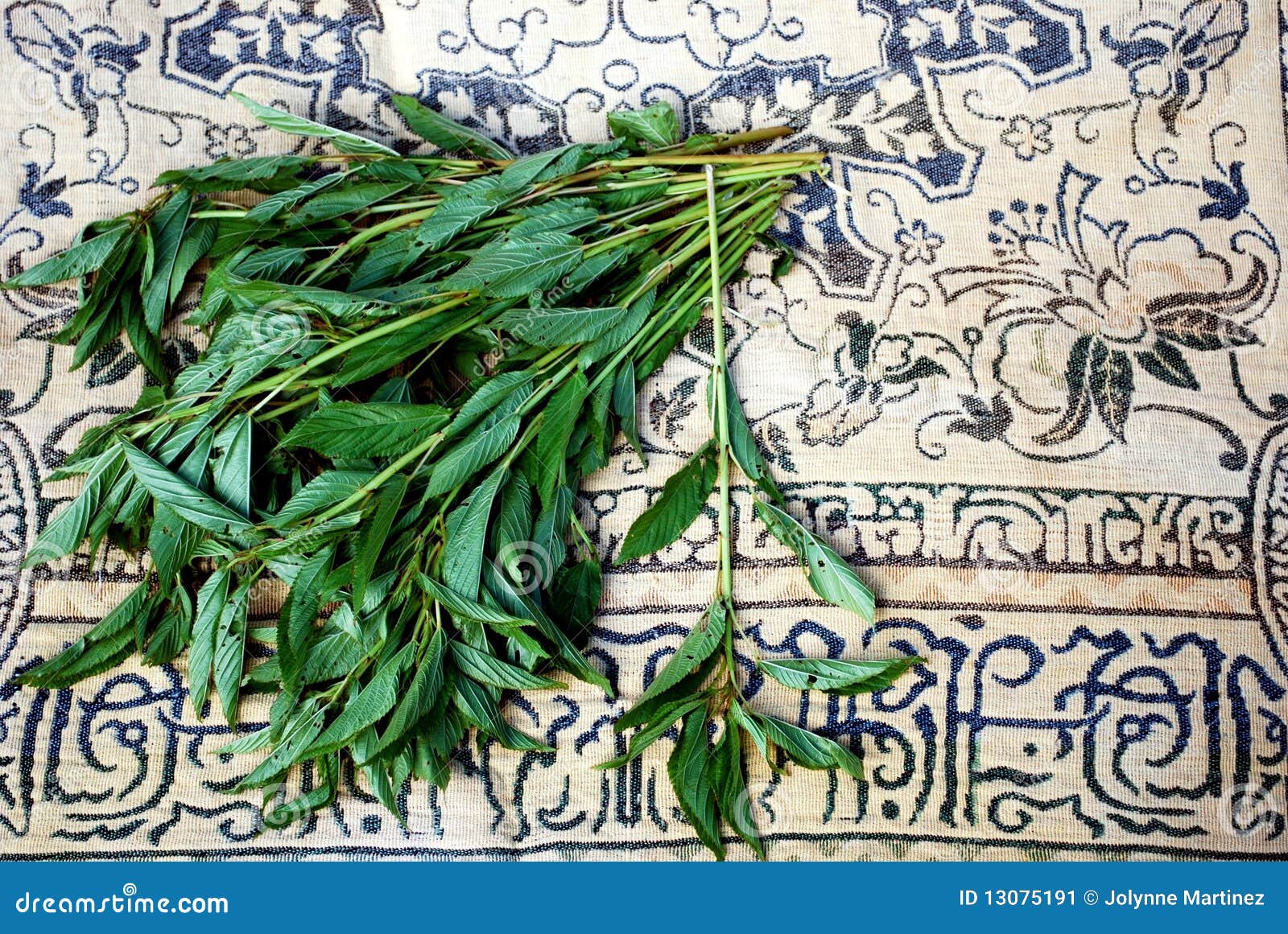 Molokhia stock image. Image of mallow, vegetable, sierra - 13075191