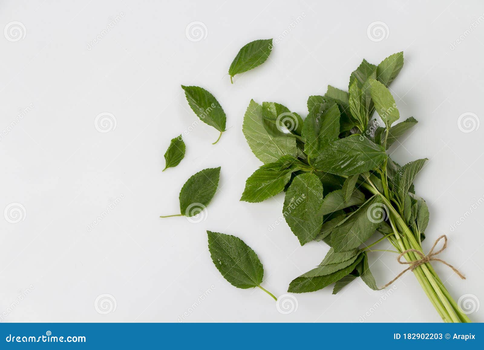 Molokhia, Egyptian Spinach Royalty-Free Stock Image | CartoonDealer.com ...
