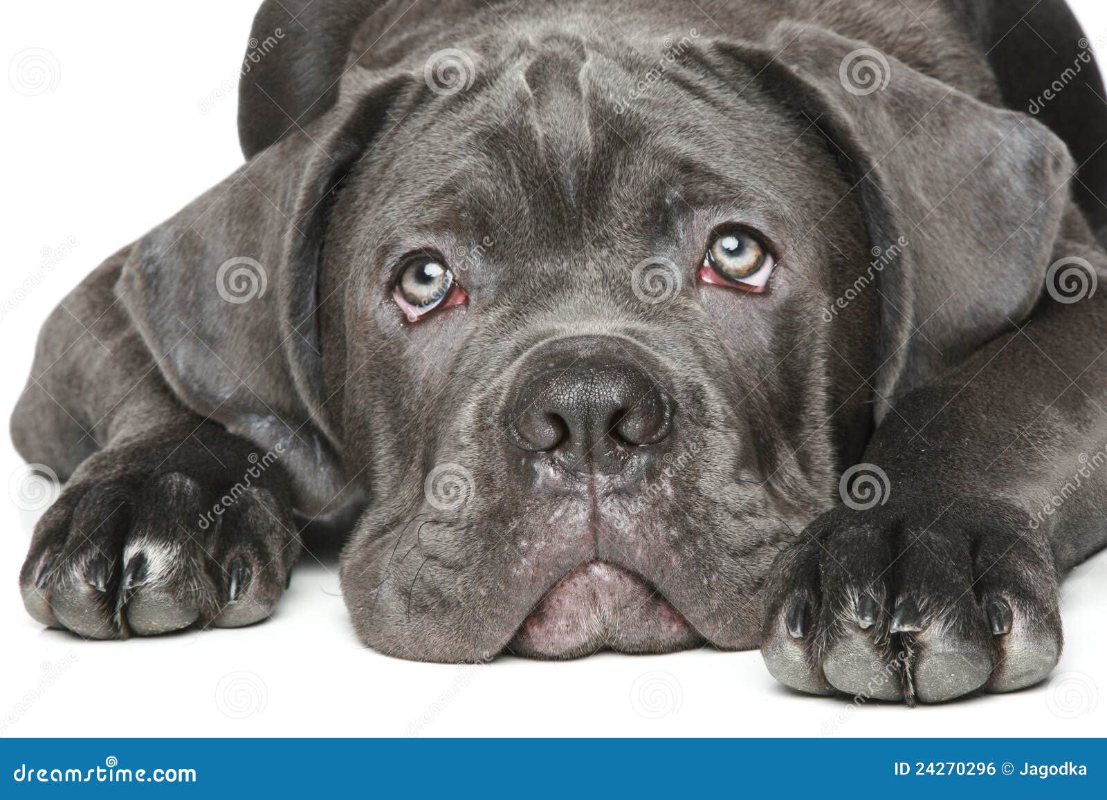 Molosso Puppy Close-up Portrait Stock Photo - Image of guardian ...