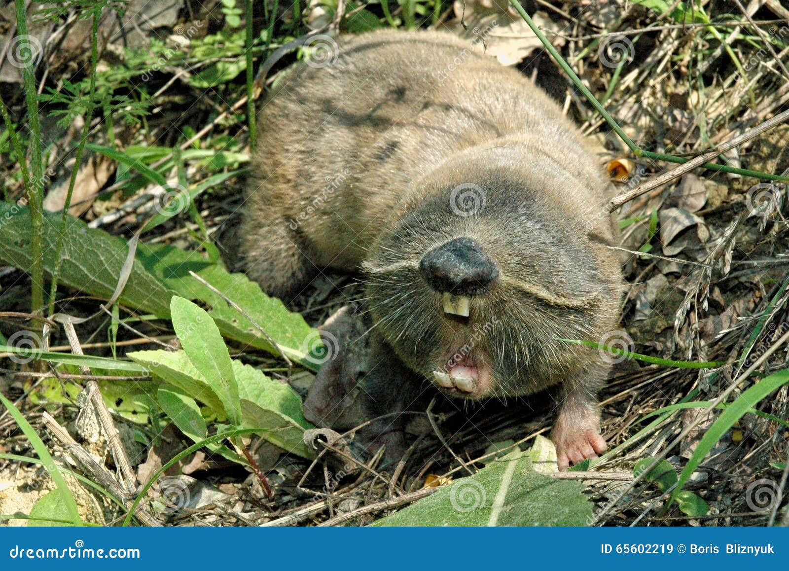 Molrat stock afbeelding. Image of knaagdieren, bedreiging - 65602219