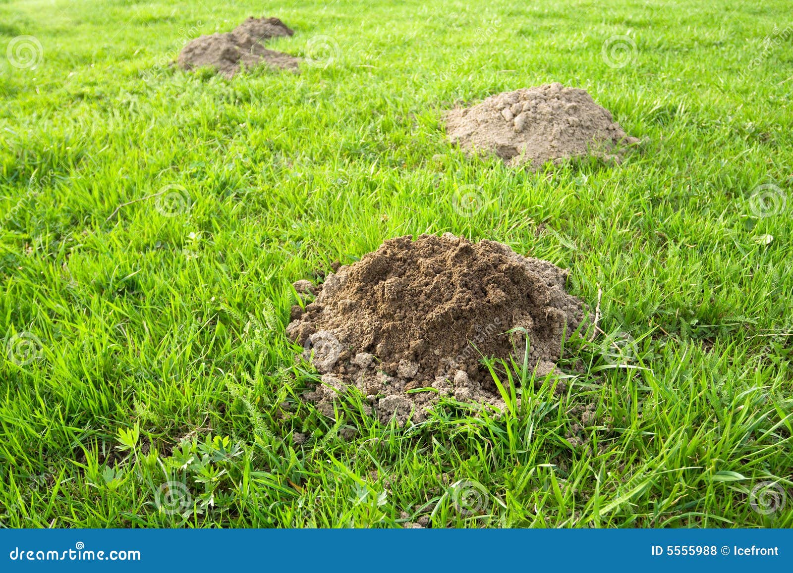 Molshoop stock foto. Afbeelding bestaande uit autumn, aarde - 5555988