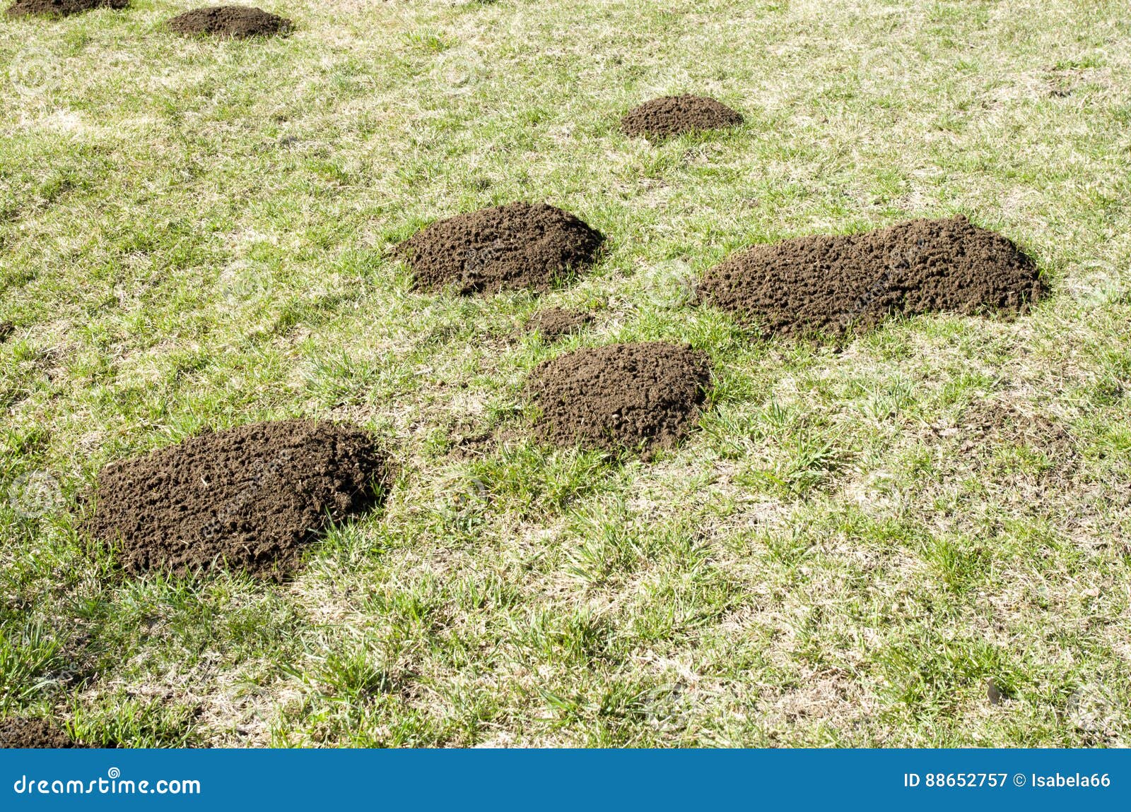 Molshoop Op Groen Gebied in De Lente Stock Afbeelding - Image of ...