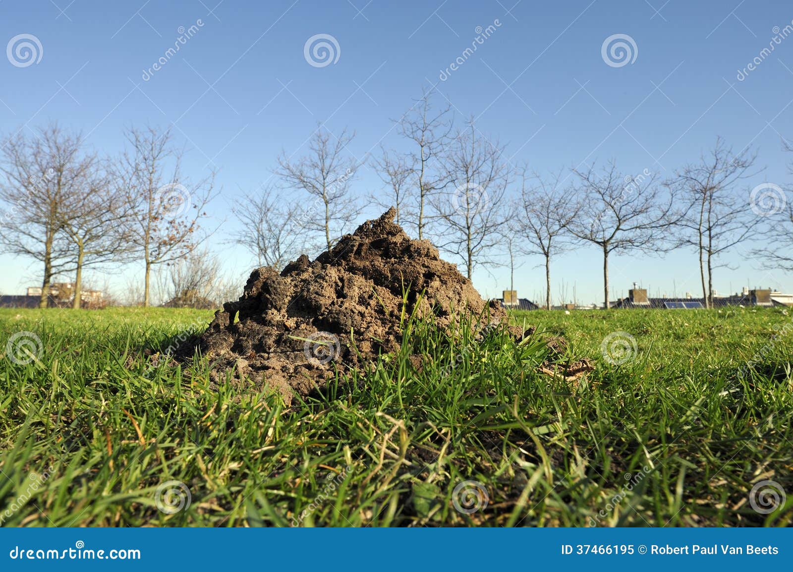 Molshoop op groene gras stock afbeelding. Image of ongedierte - 37466195