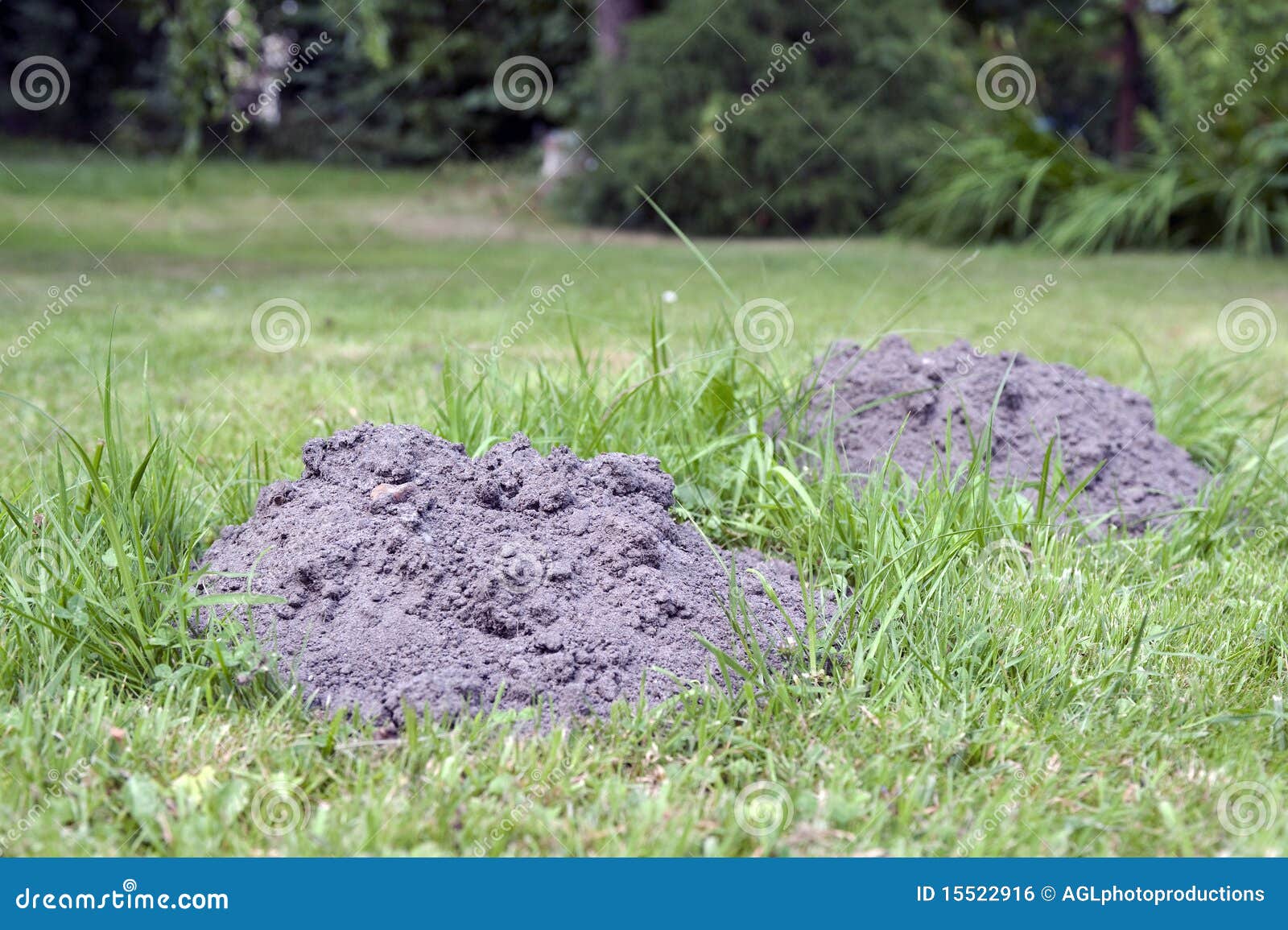 Molshopen stock foto. Image of ochtend, nationhood, begraven - 15522916