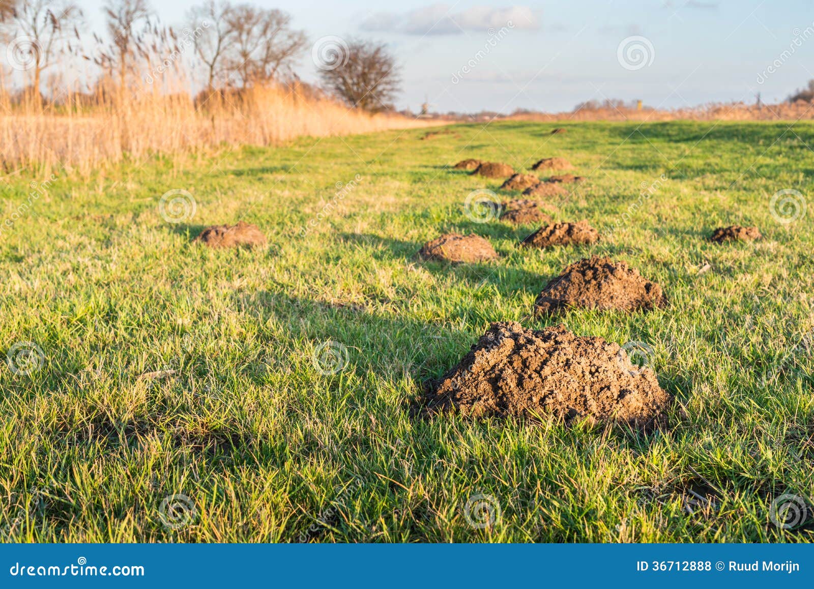 Molshopen in Het Lage Zonlicht Stock Foto - Image of landbouw, holland ...