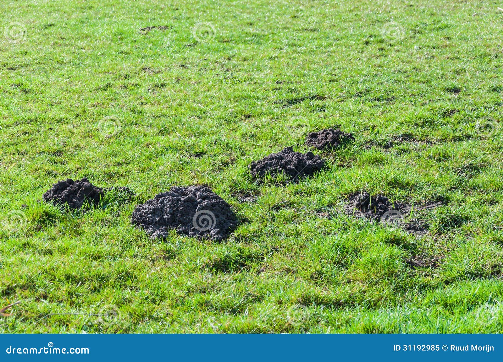 Molshopen in het weiland stock afbeelding. Image of graaf - 31192985