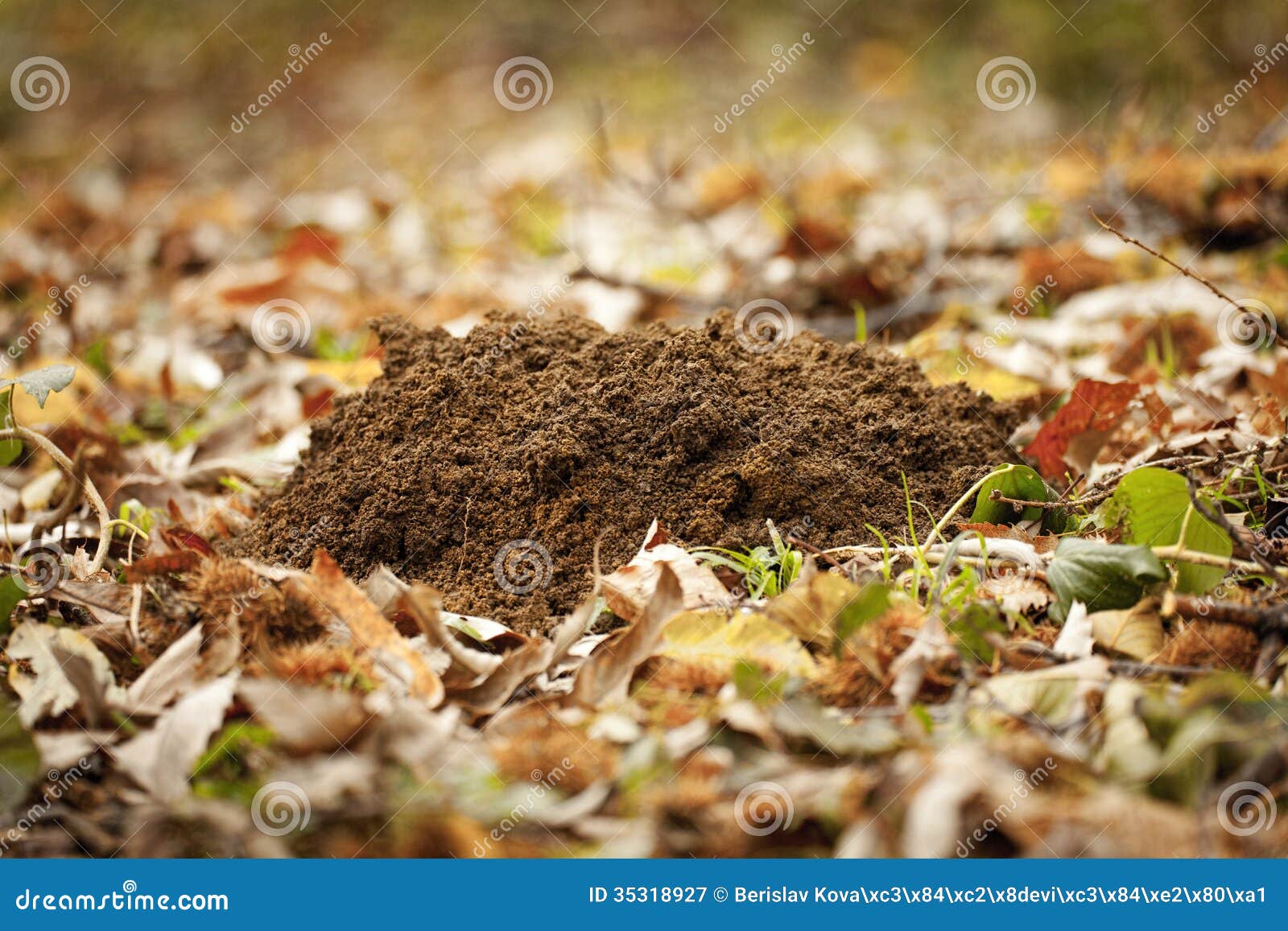 Molshopen in tuin stock afbeelding. Image of zoogdieren - 35318927