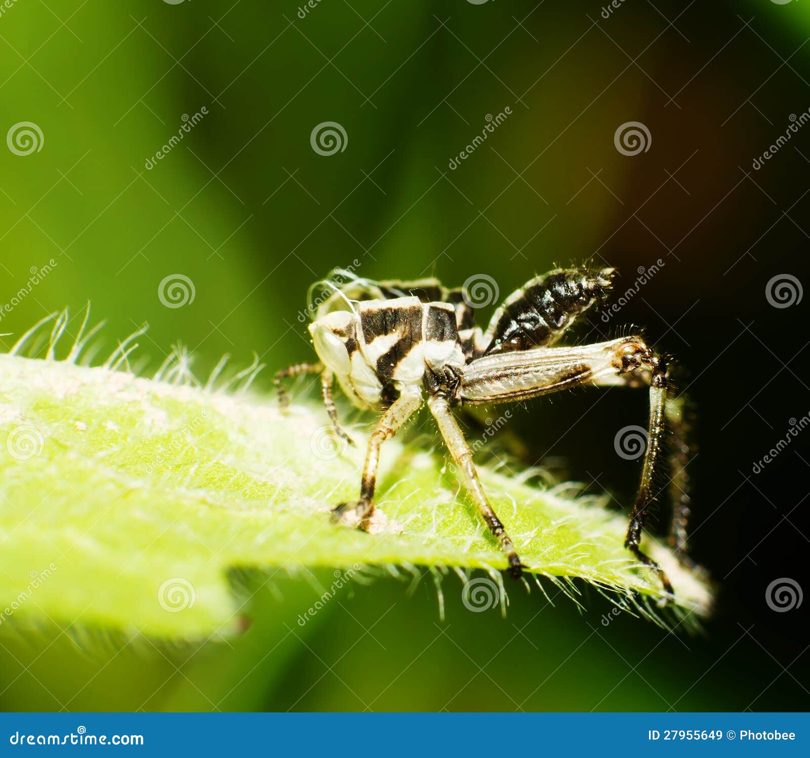 Molt stock image. Image of macro, wildlife, insects, green - 27955649