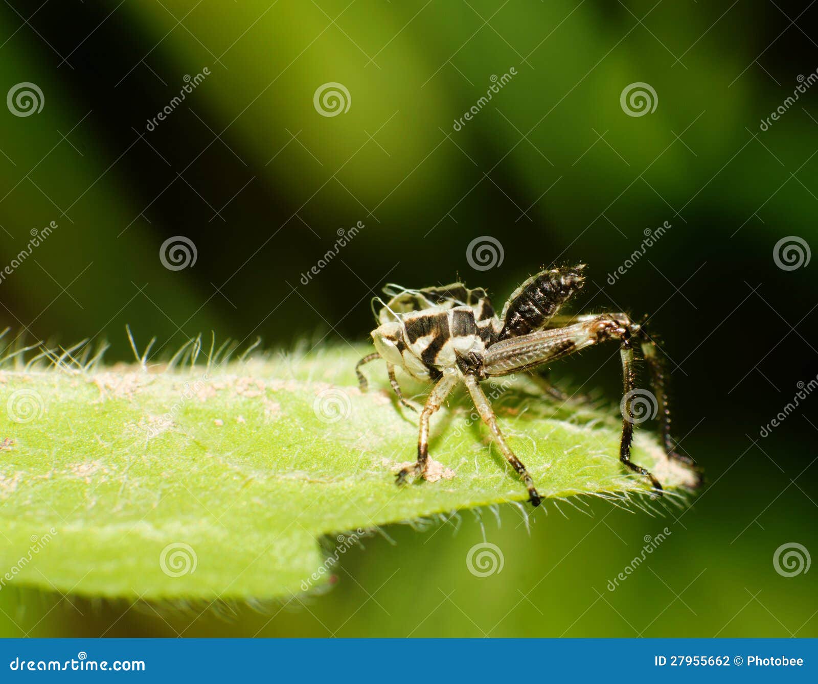 Molt stock photo. Image of animals, arthropod, growth - 27955662