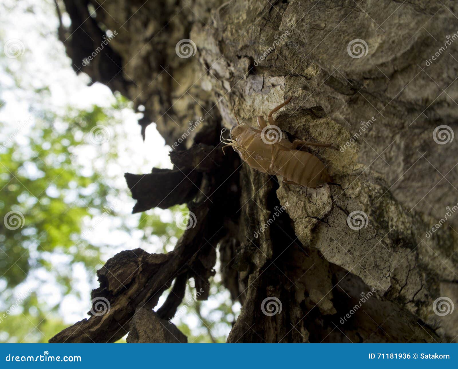 Molt of Cicada stock photo. Image of dissemble, molt - 71181936