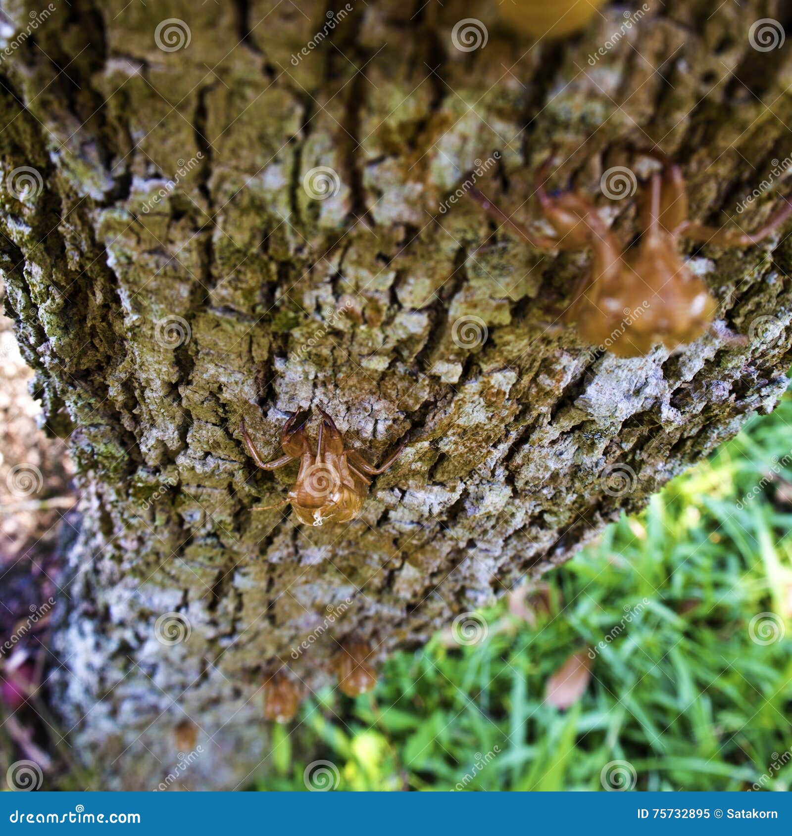 Molt of Cicada on Tree Bark Stock Image - Image of remnants, camouflage ...