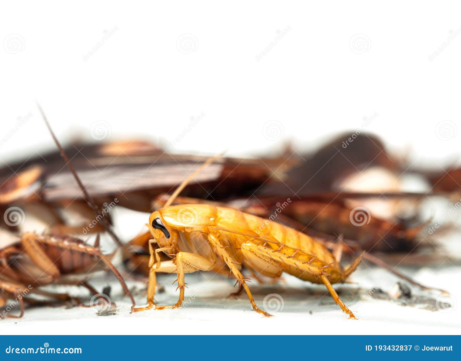 Molt cockroach stock image. Image of disease, nature - 193432837