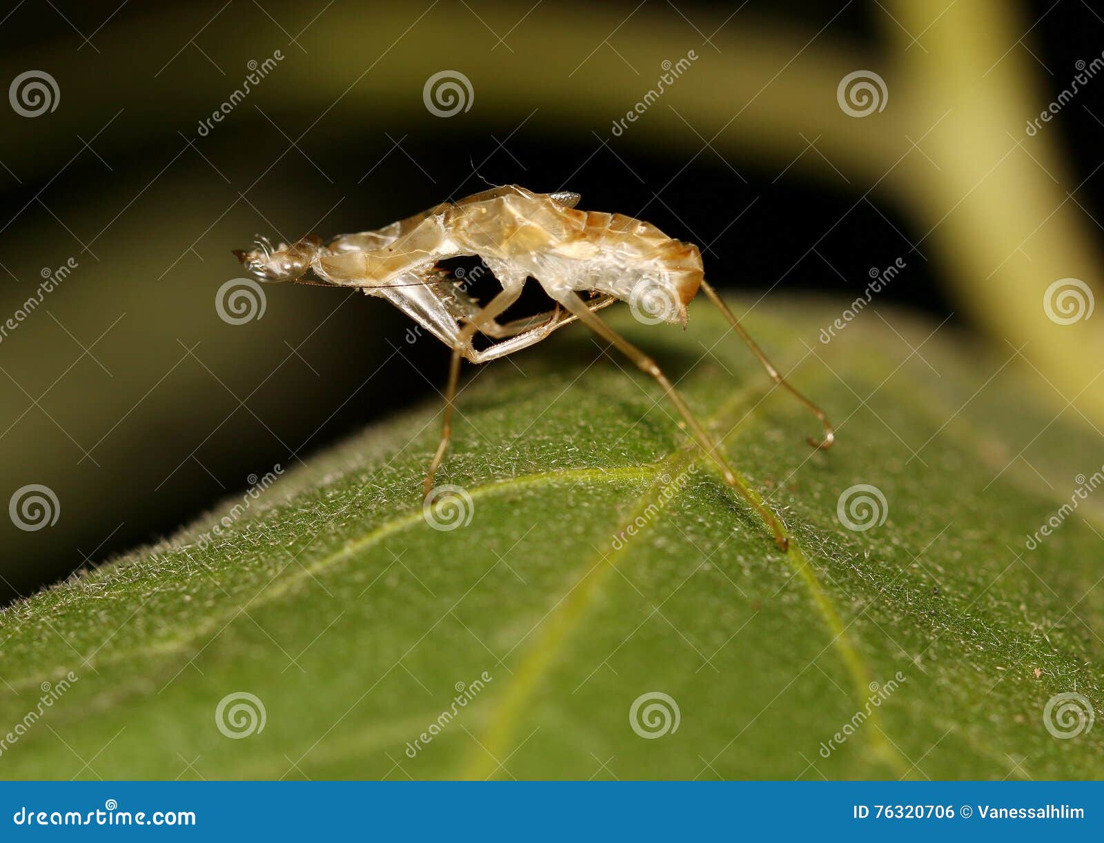 Molt of praying mantis stock photo. Image of life, cute - 76320706