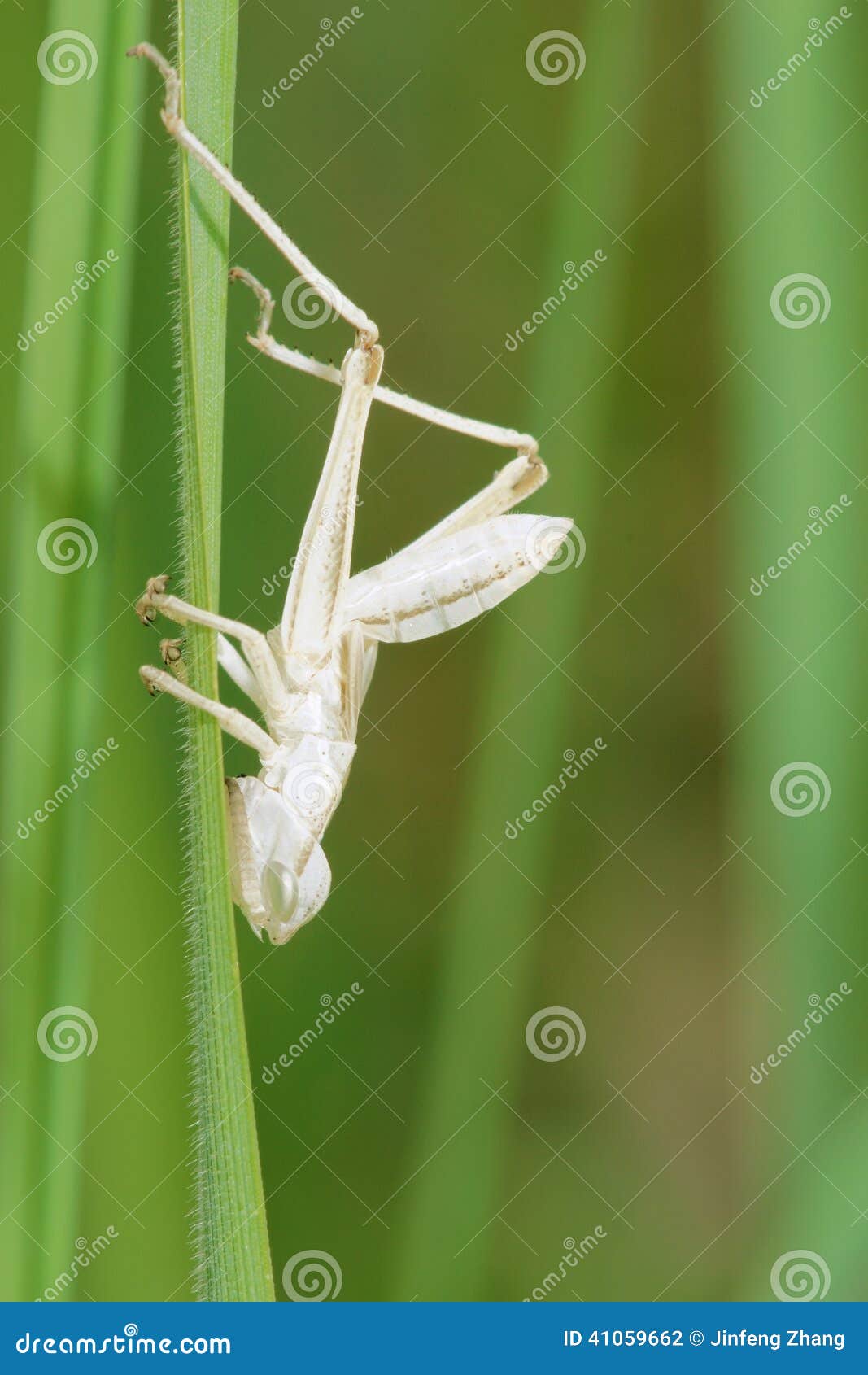 Molt shell stock photo. Image of animals, animal, crust - 41059662