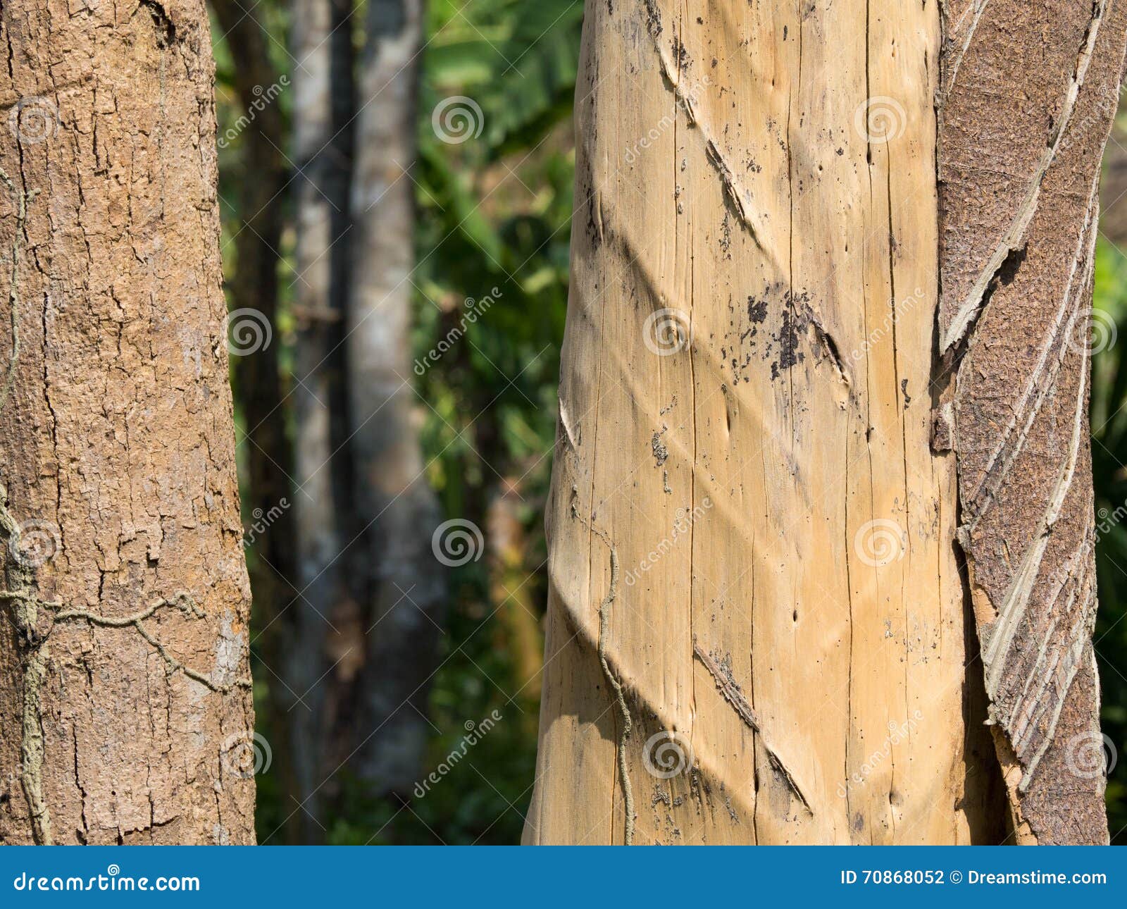 Molt Tree stock photo. Image of trunk, nature, tree, park - 70868052