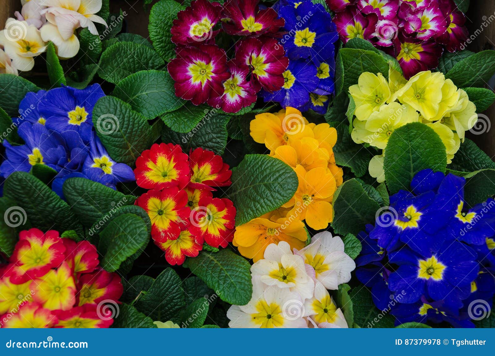 Molte Primule Variopinte Che Riempiono L'intera Immagine Fotografia ...