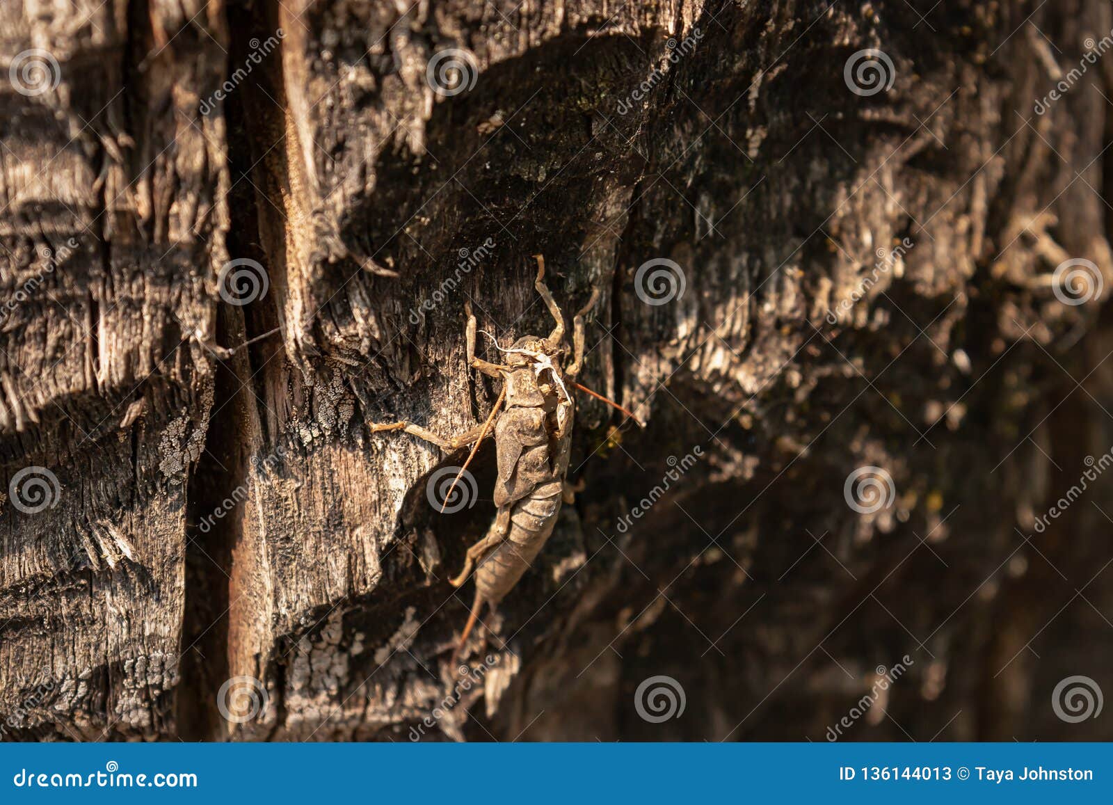 Molted Casing of a Large Insect on Trunk of Tree in Summer Stock Image ...