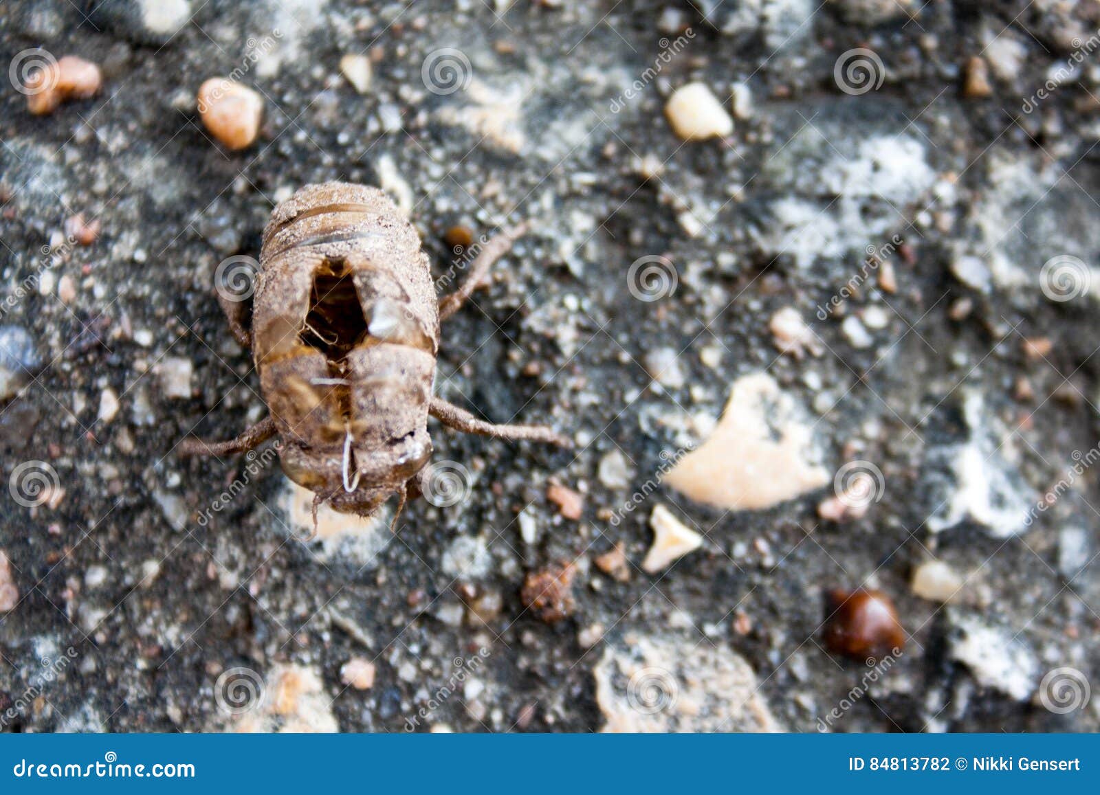 Molted Cicada Exoskeleton stock photo. Image of auchenorrhyncha - 84813782