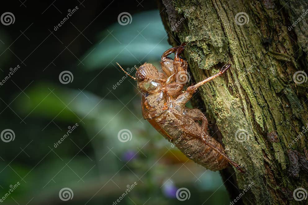 A Molted Cicada Shell on a Tree Trunk Stock Photo - Image of body, skin ...