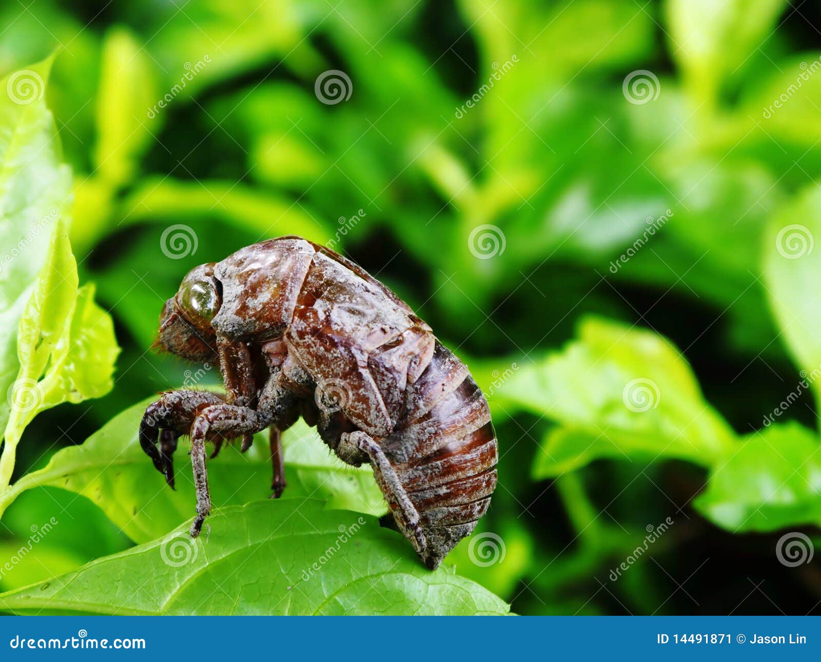 Molted cicada skin stock image. Image of insect, details - 14491871