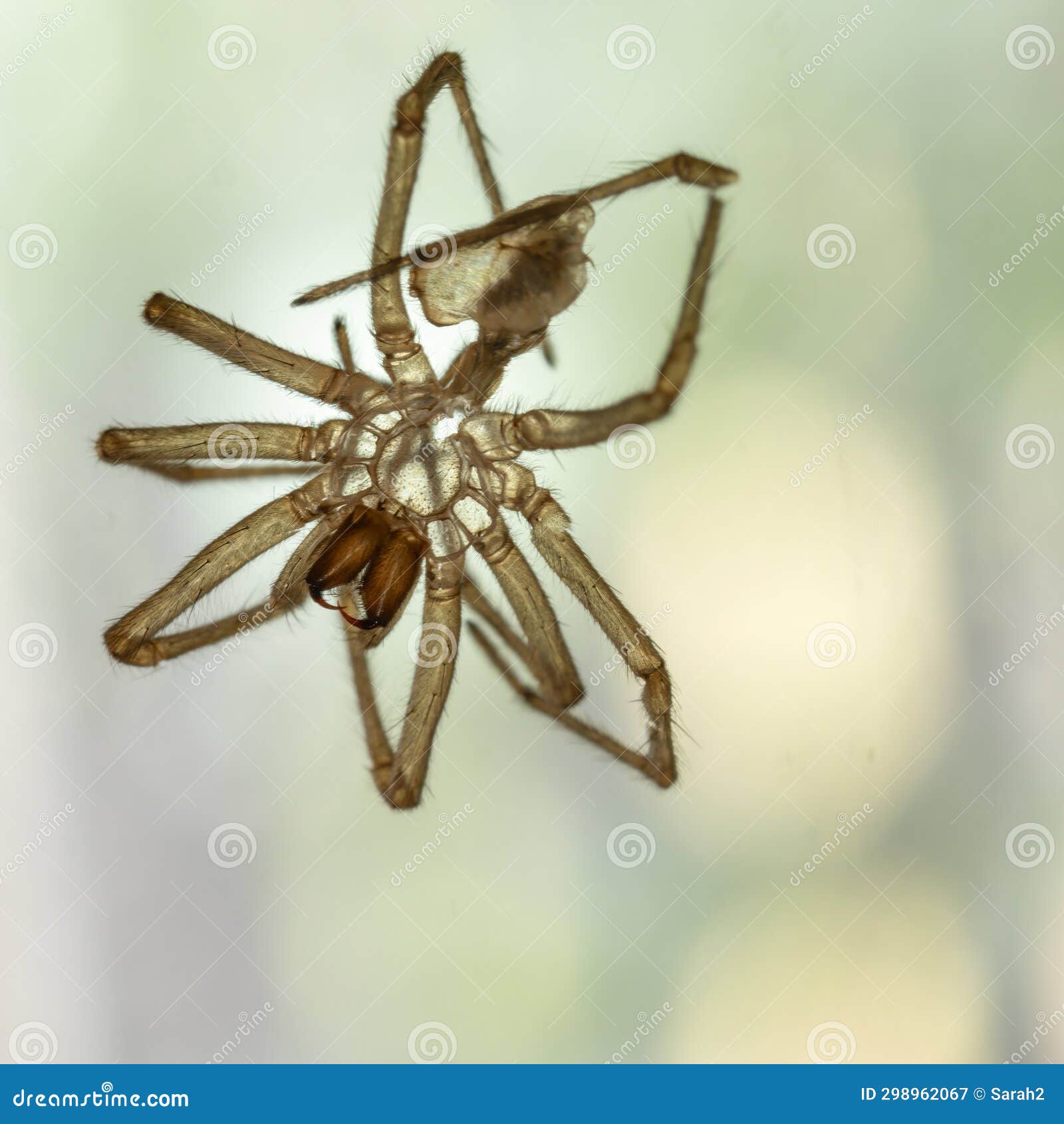 Molted Exoskeleton Spider Skin Stock Photo | CartoonDealer.com #43150716