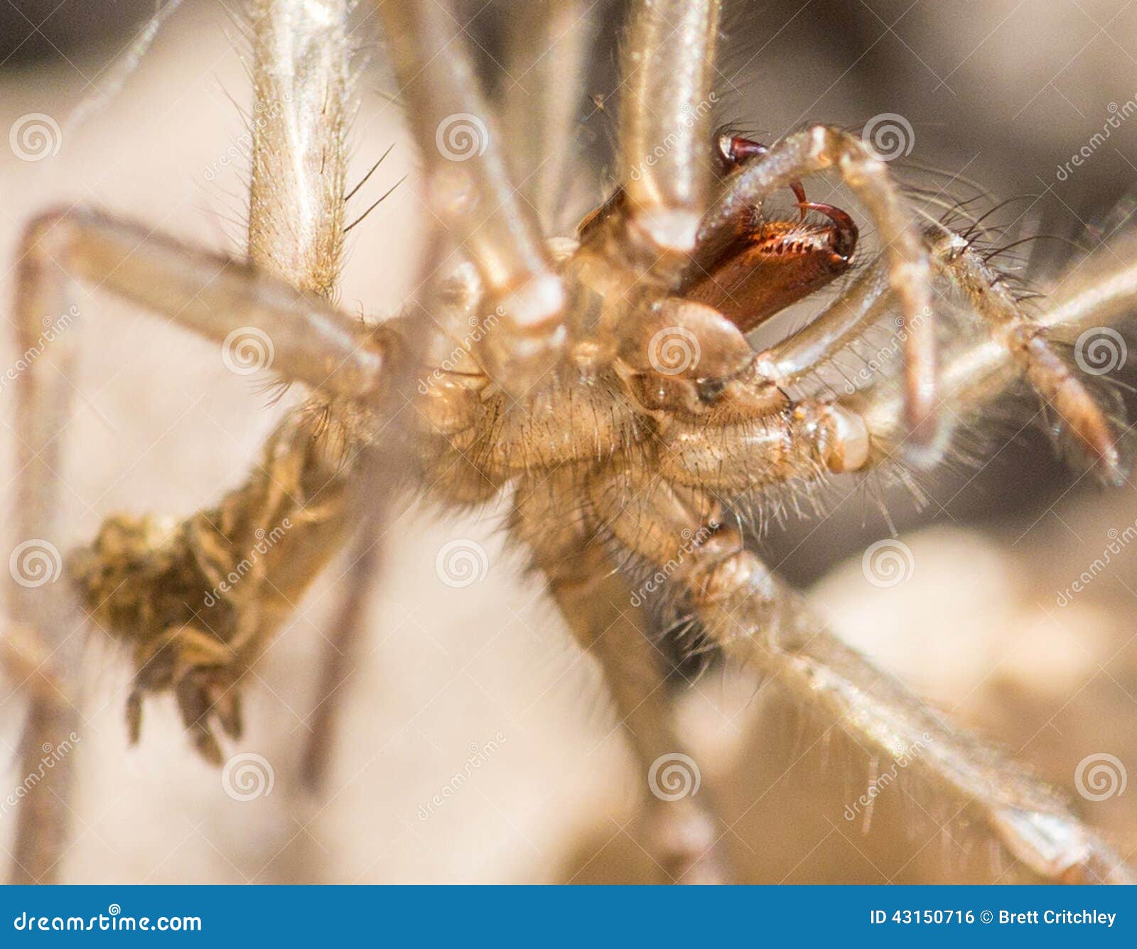 Molted Exoskeleton Spider Skin Stock Photo - Image of detail, spider ...