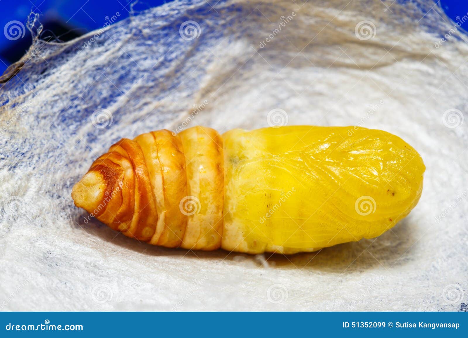 Molted Pupa Of Atlas Moth From Caterpillar Stage Stock Image ...