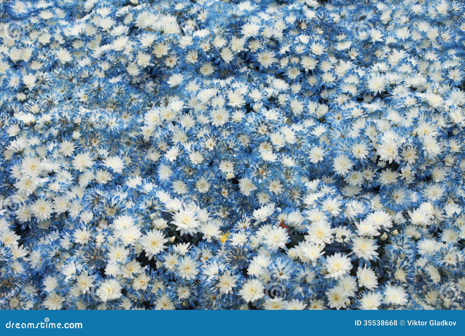 Molti crisantemi blu fotografia stock. Immagine di giardino - 35538668
