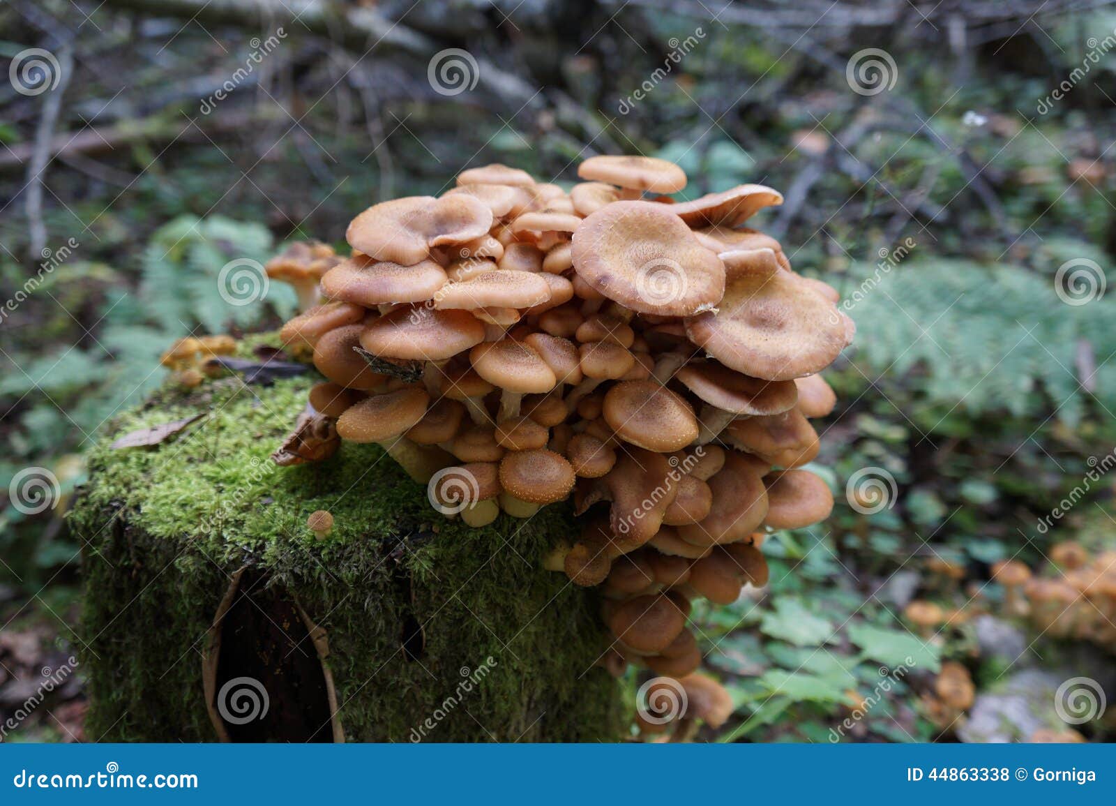 Molti funghi su un ceppo fotografia stock. Immagine di ceppo - 44863338