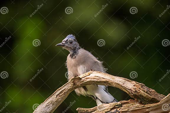Molting Blue Jay on a Perch in Summer Stock Photo - Image of summer ...