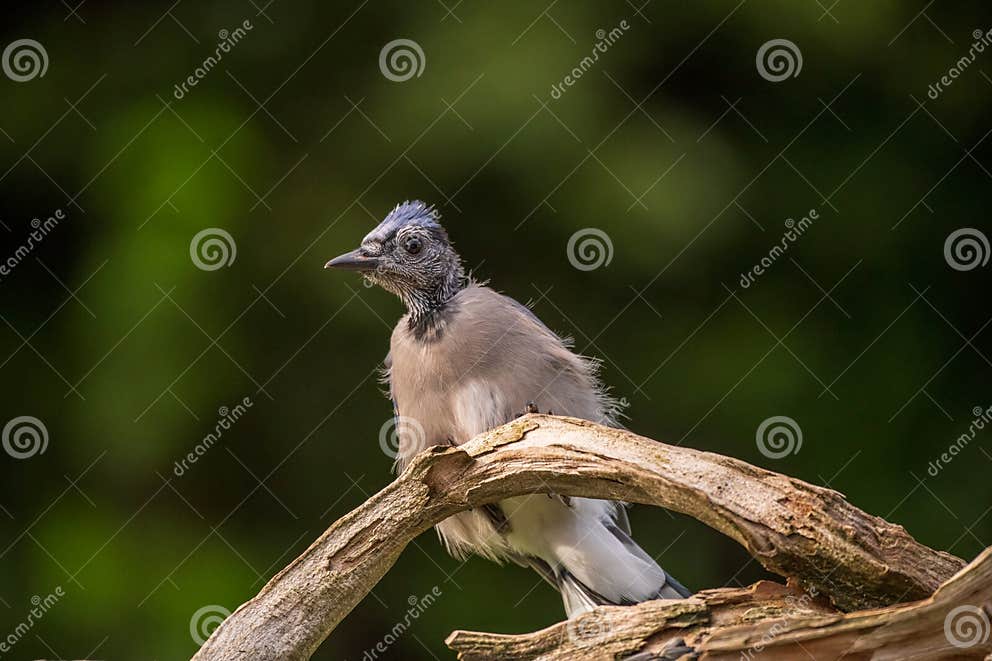 Molting Blue Jay on a Perch in Summer Stock Photo - Image of summer ...