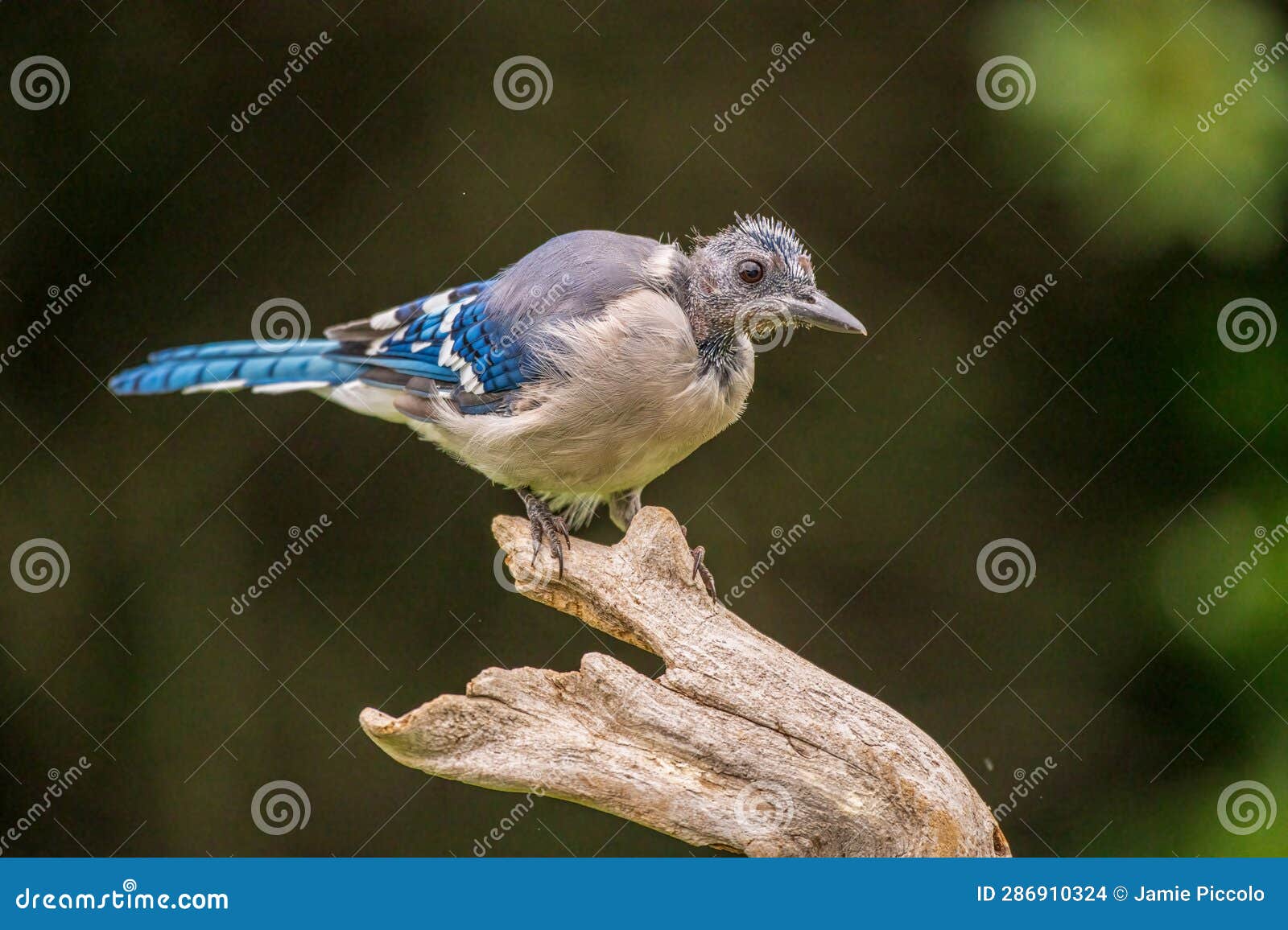Molting Blue Jay Perched on Wood Stock Photo - Image of wood, perched ...