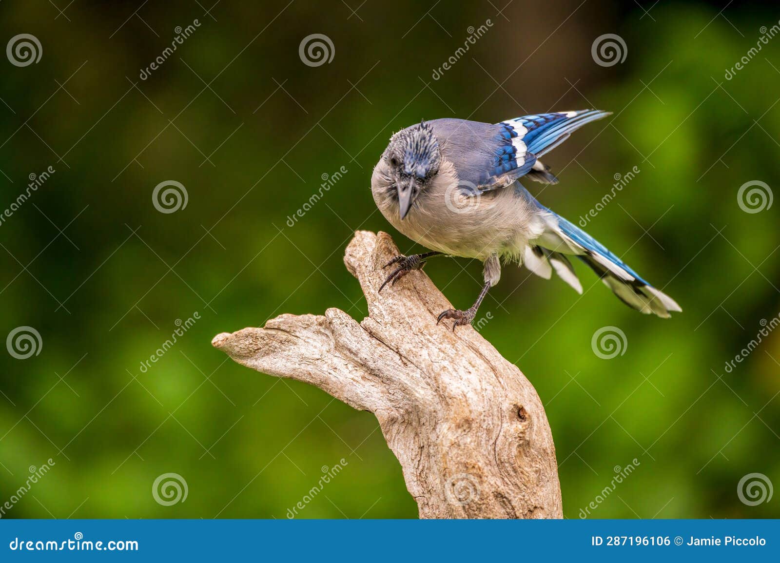 Molting Blue Jay Perched on Wood Stock Photo - Image of animal, wood ...
