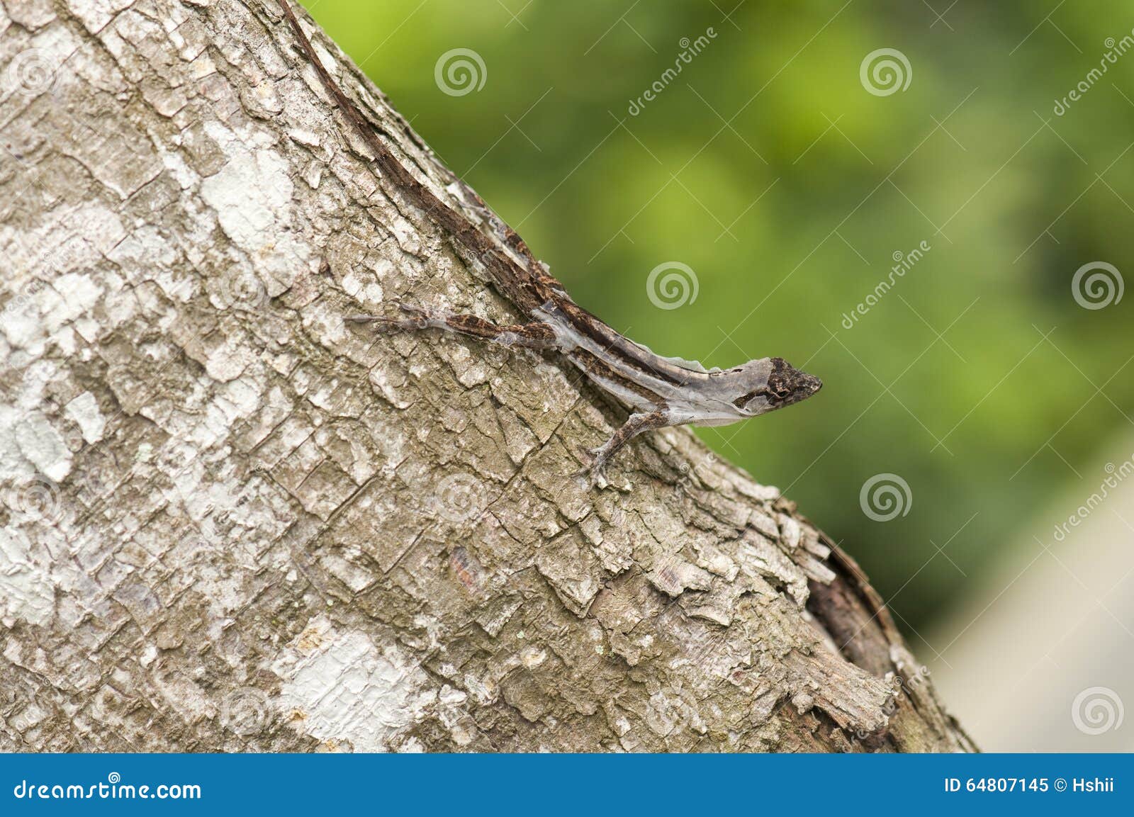 Molting Brown Bactrian Camel Stock Image | CartoonDealer.com #24714127