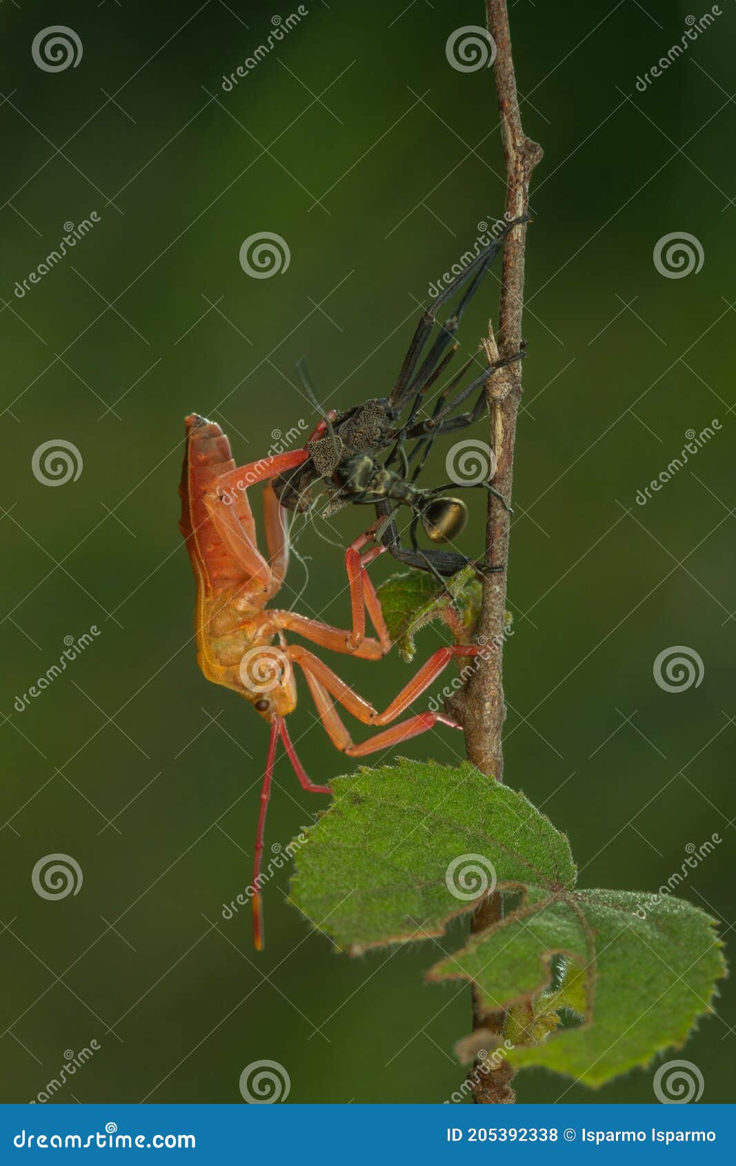 Molting Bug and Ant in the One Frame Stock Photo - Image of leaf ...