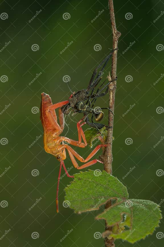 Molting Bug and Ant in the One Frame Stock Photo - Image of leaf ...