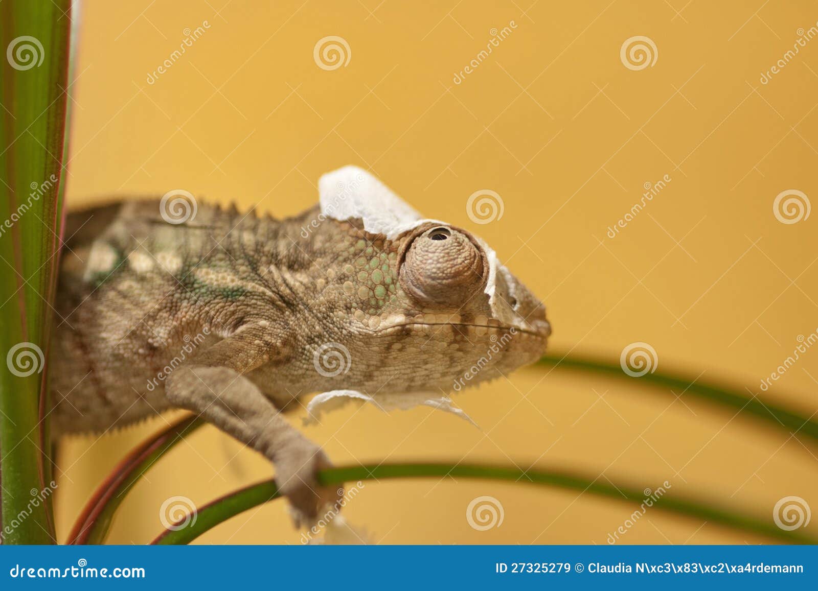 Molting chameleon stock image. Image of madagascar, reptile - 27325279