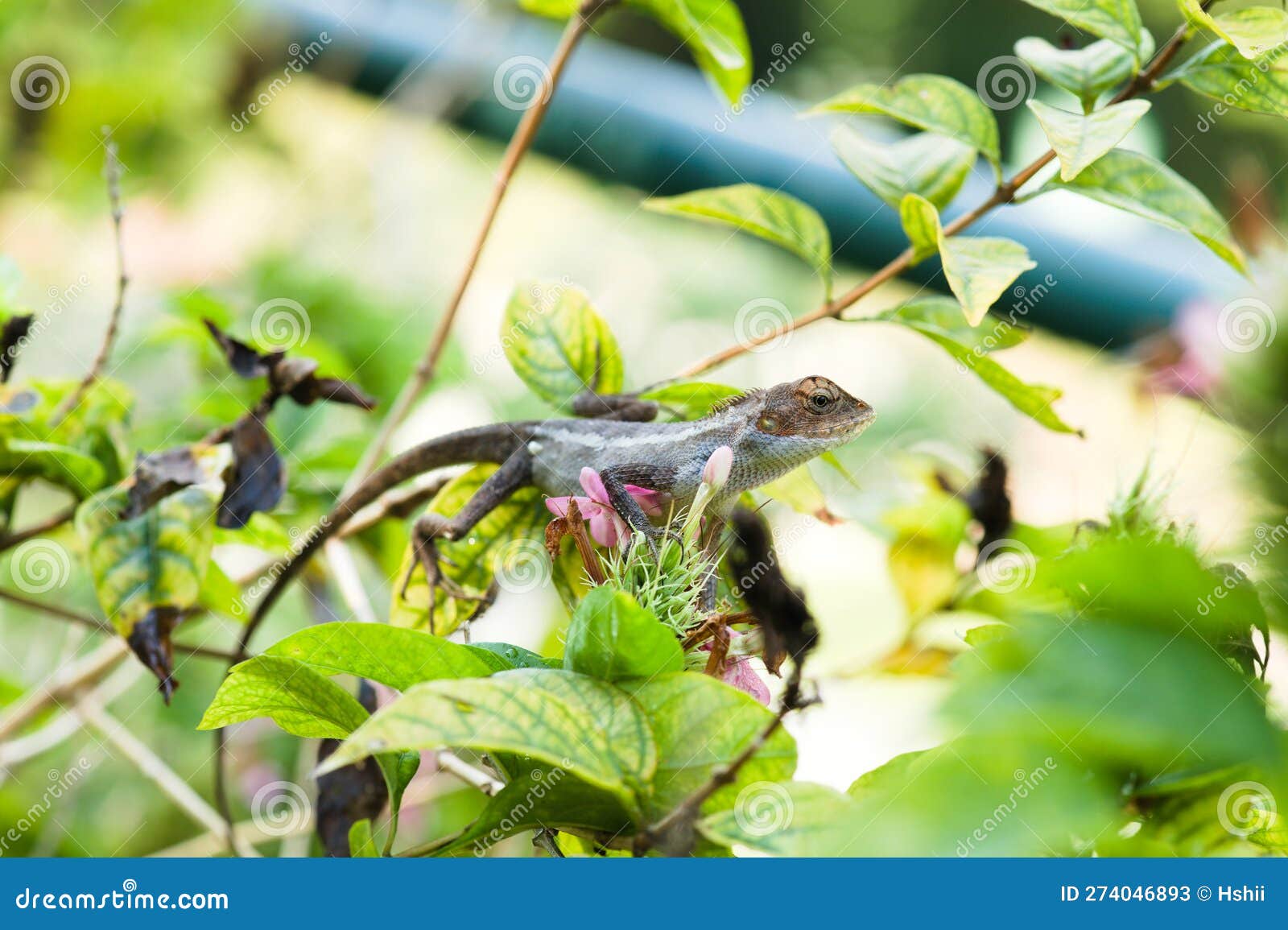A Molting Changeable Lizard on Green Leaves Stock Image - Image of ...