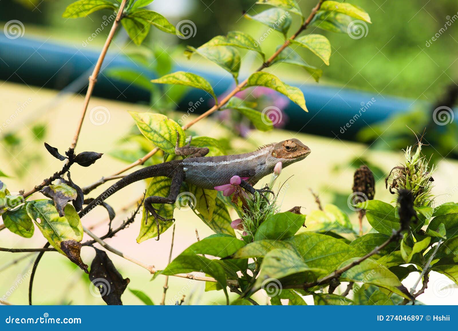 A Molting Changeable Lizard on Green Leaves Stock Image - Image of ...