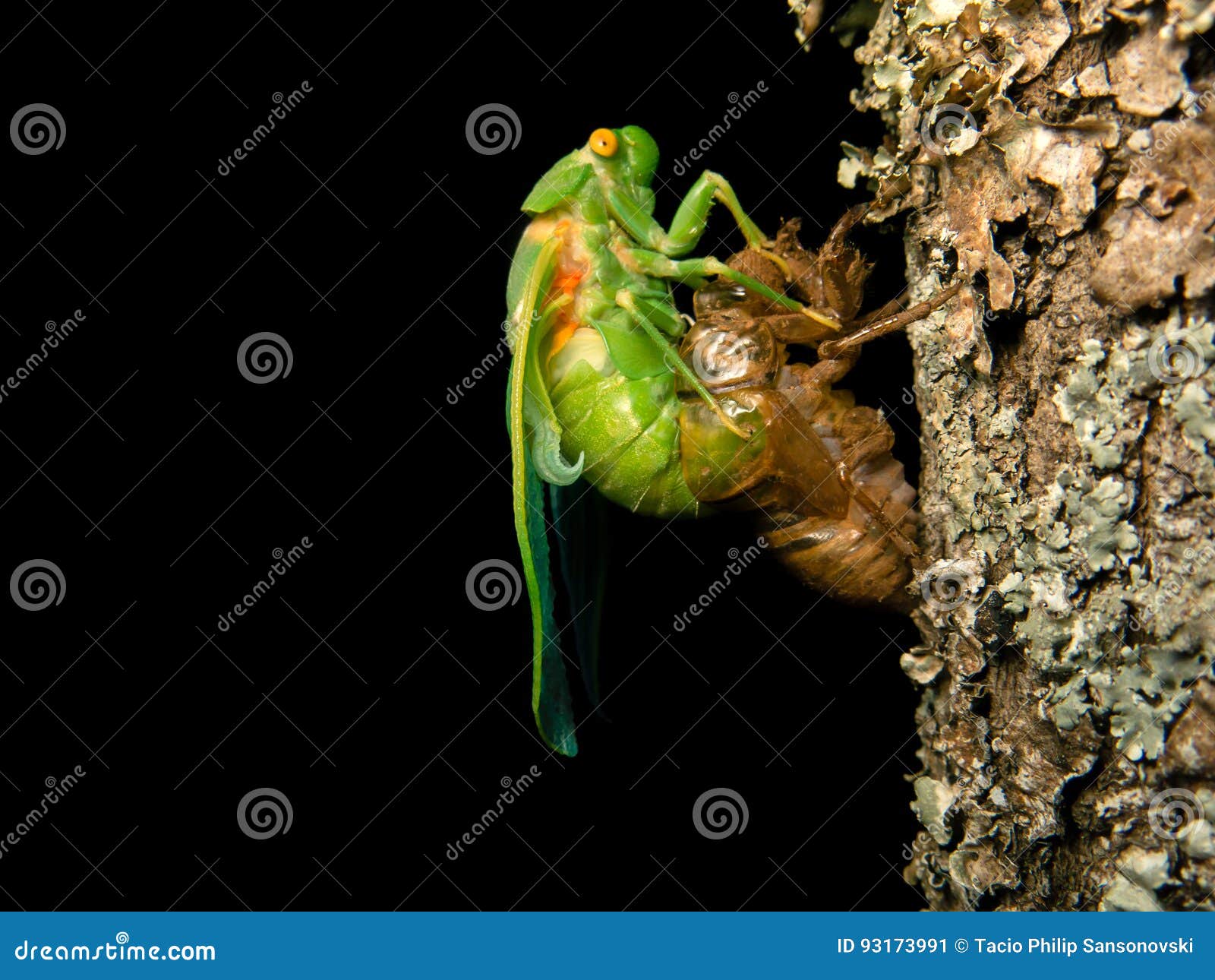 Molting Cicada Strategy, Cicada Insect Stick On Trees, Cicadas In The ...