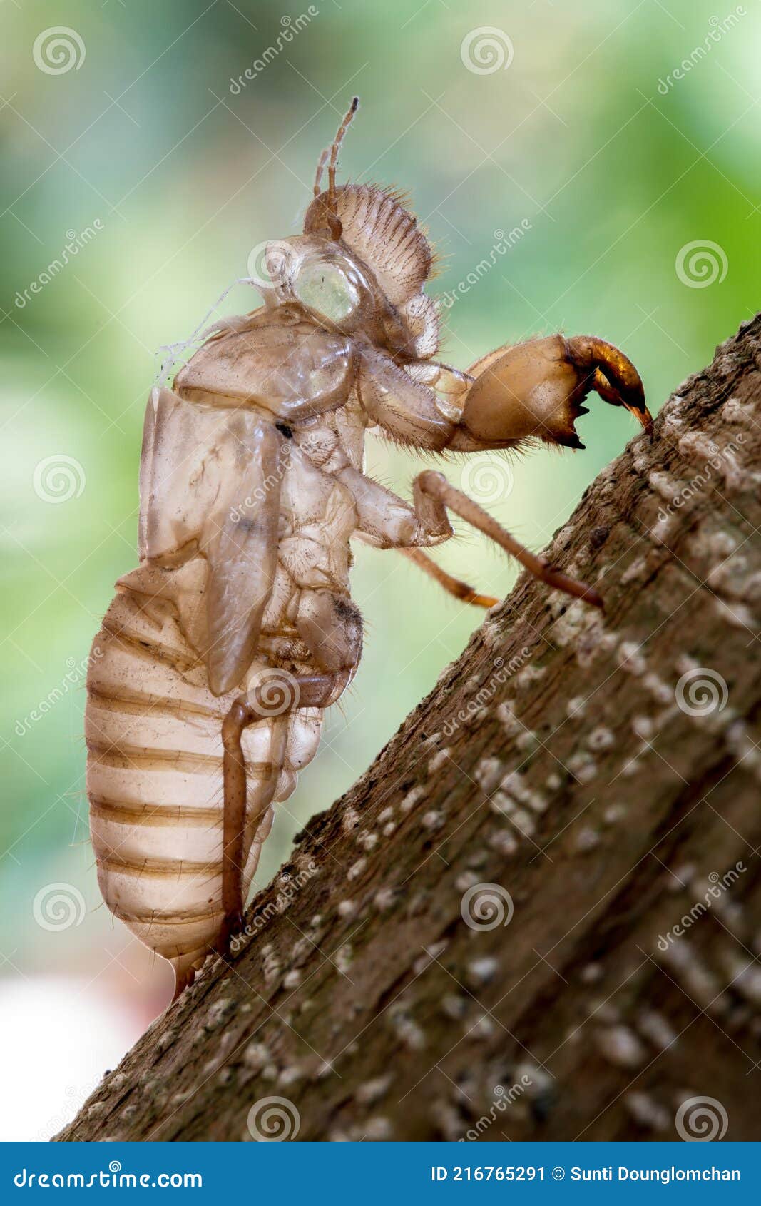 Close-up Photo Of A Cicada`s Molting On A Branch.,The Molting Of A ...