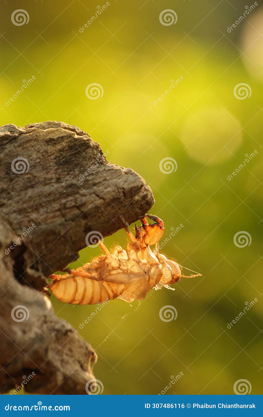 Molting cicada stock photo. Image of exoskeleton, cicadas - 307486116