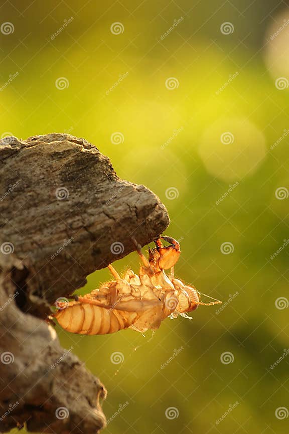 Molting cicada stock photo. Image of exoskeleton, cicadas - 307486116