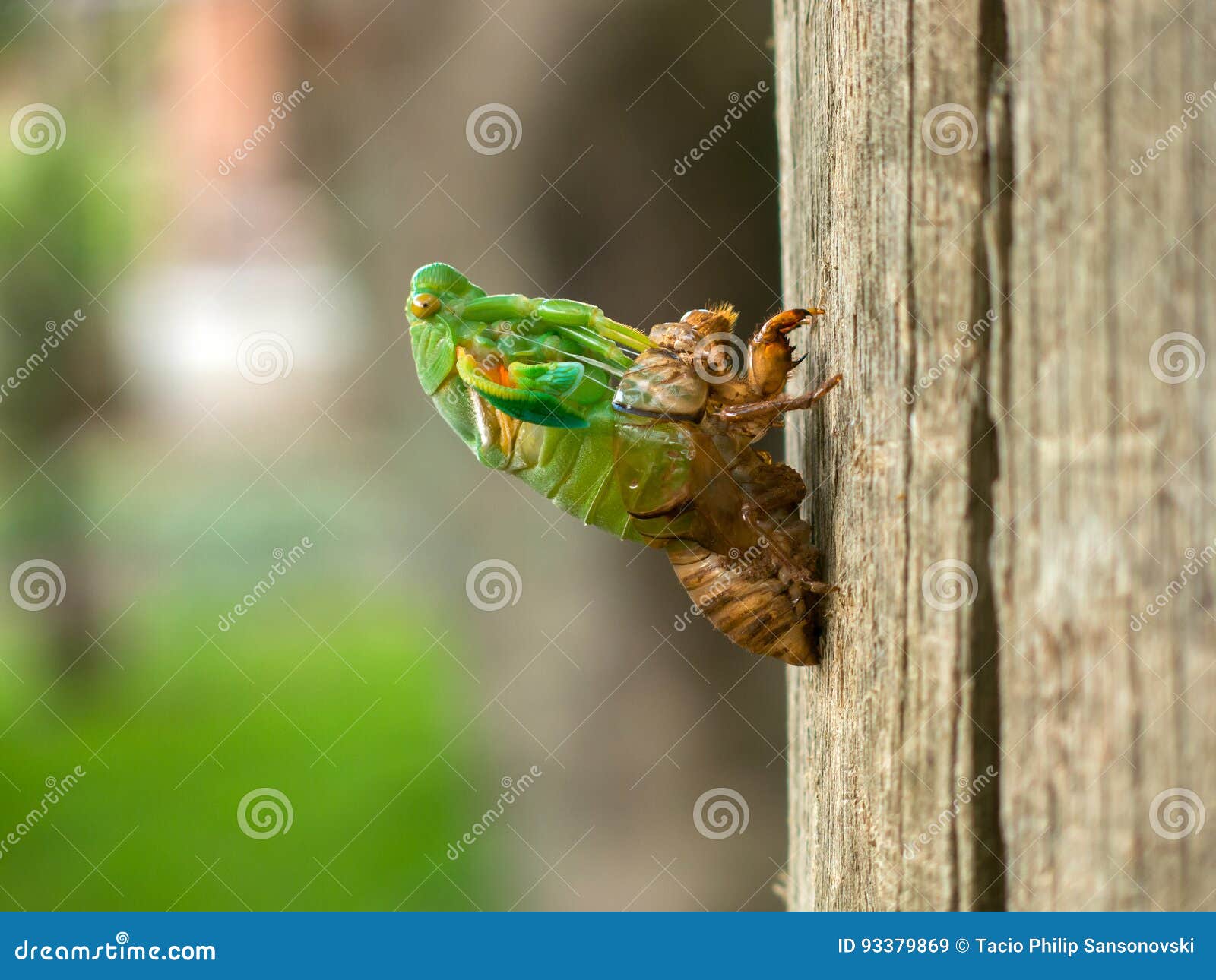 Molting Cicada stock image. Image of homoptera, insect - 93379869