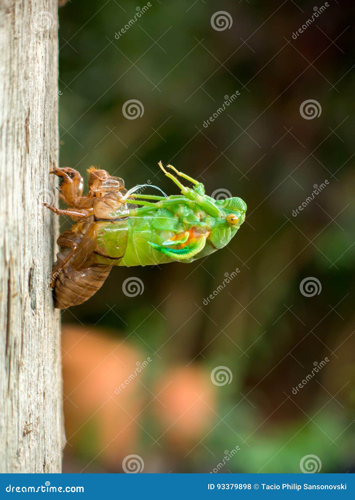 Molting Cicada stock photo. Image of insect, cicadoidea - 93379898
