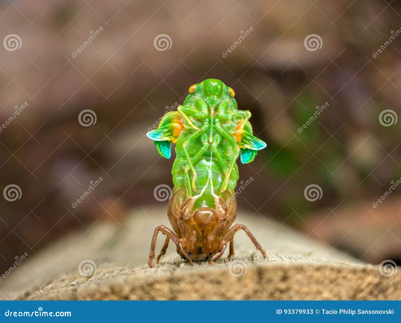 Molting Cicada stock image. Image of homoptera, cicadomorpha - 93379933